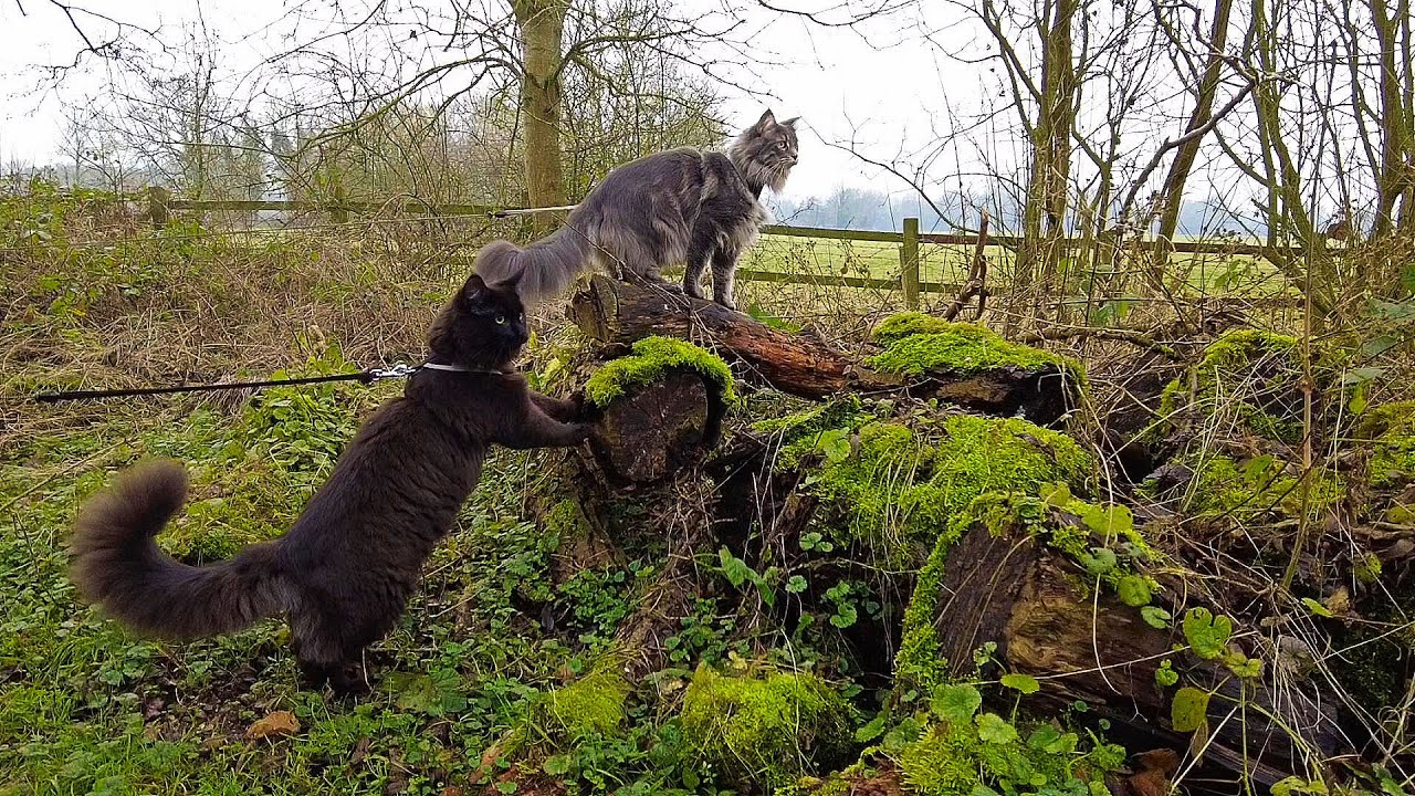 Taking our Maine Coon cats to the river - YouTube