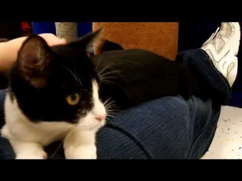 Sully -- loving and playful black-and-white kitten {{ Adopted ...