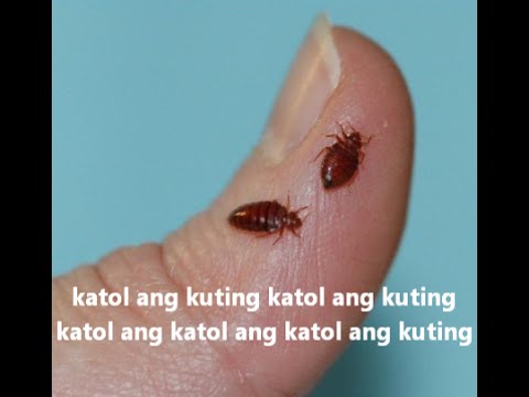 KATOL ANG KUTING (Bisaya Rap) - YouTube