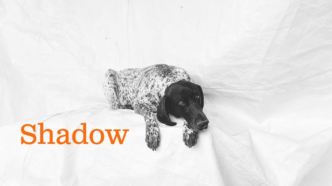 Shadow: Loving German Shorthaired Pointer Needs Forever Home - YouTube