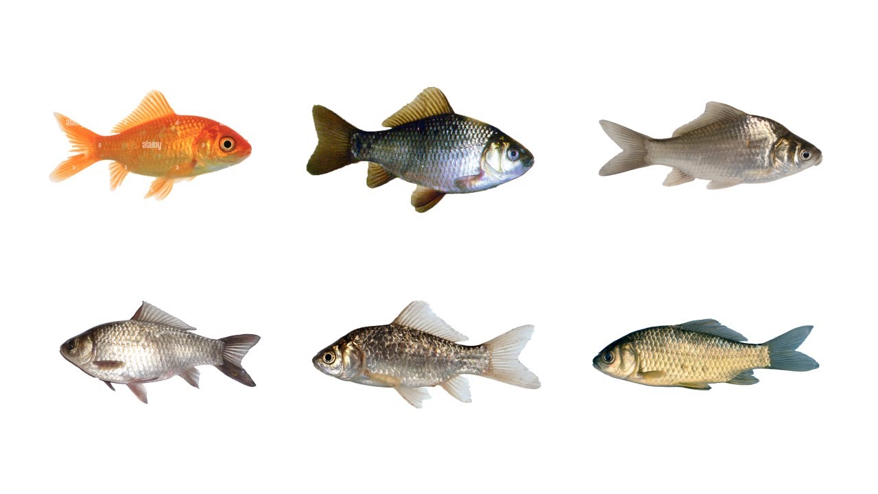 6 Species of Carassius Genus | Ray-finned Fish Family Cyprinidae - YouTube