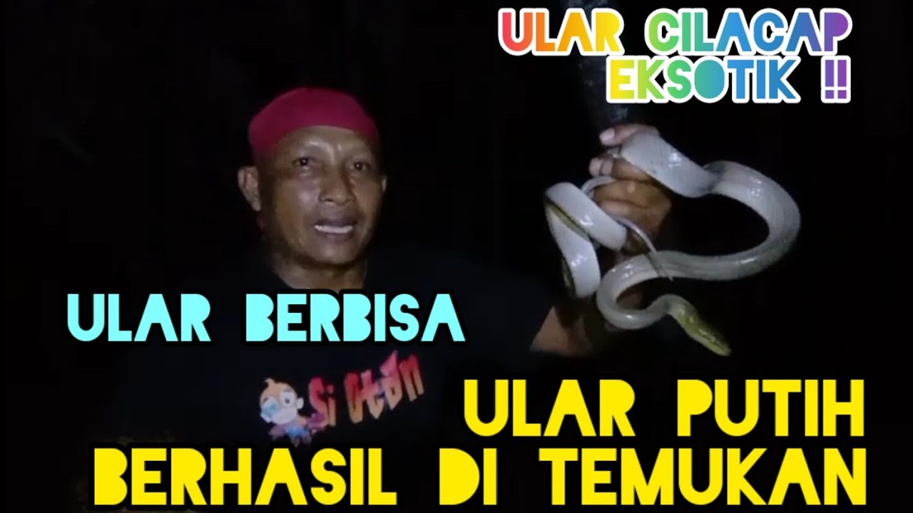 Hunting Ular Malam hari !! Habitat Ular Ranjau darat banyak dapat ular ...