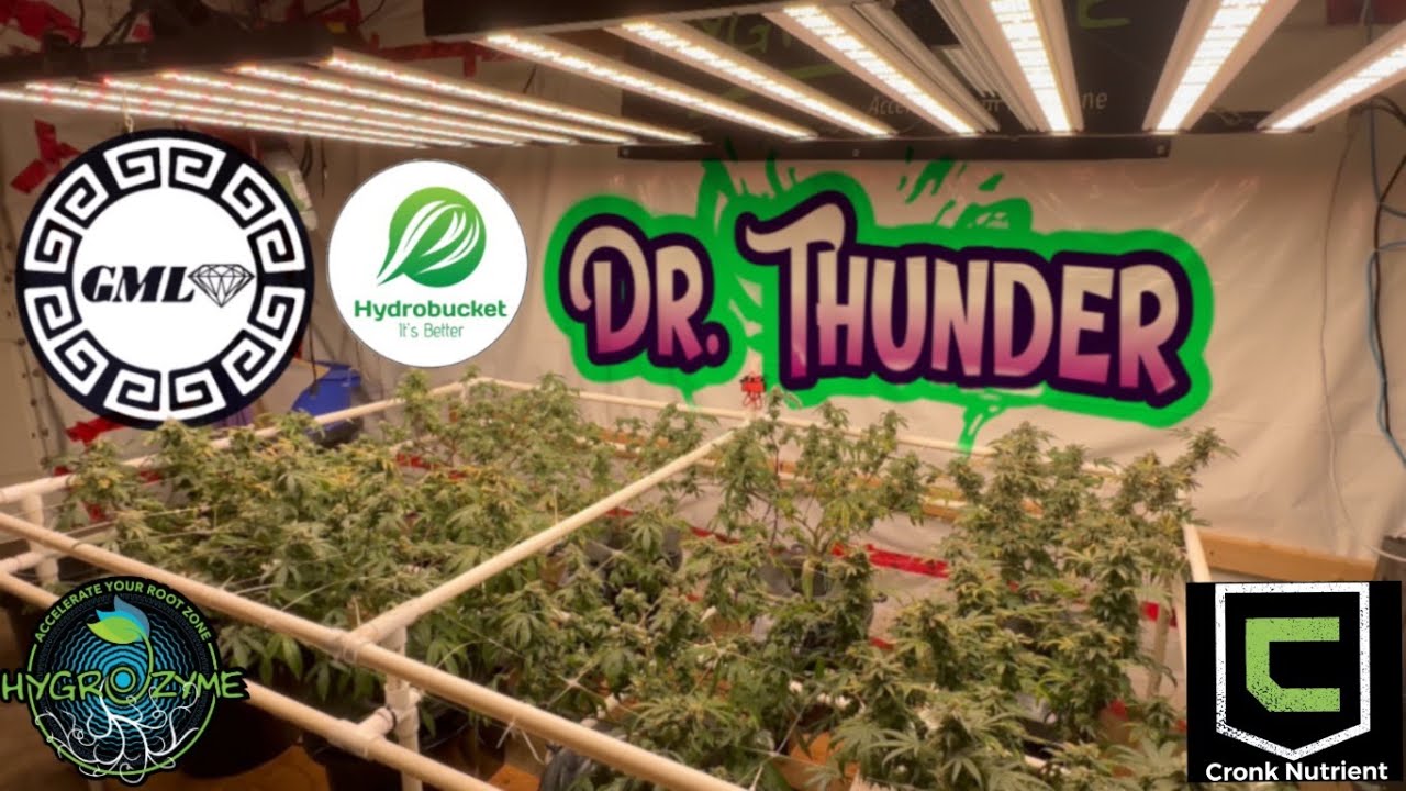 End week 9 flower Copycat Genetics Dr Thunder under @grandmasterlevel Master Bloom 6 Red - YouTube