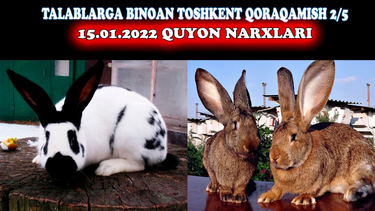 Talablarga binoan Toshkent quyon bozoridan | Zotli quyon narxlari ...