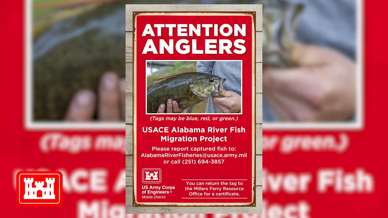 USACE Mobile District Sustainable Rivers Program Fish Tagging - YouTube