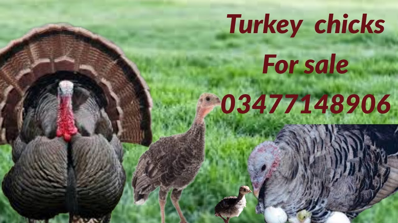 Turkey bird chicks available for sale | @SGbirdsfarm | - YouTube