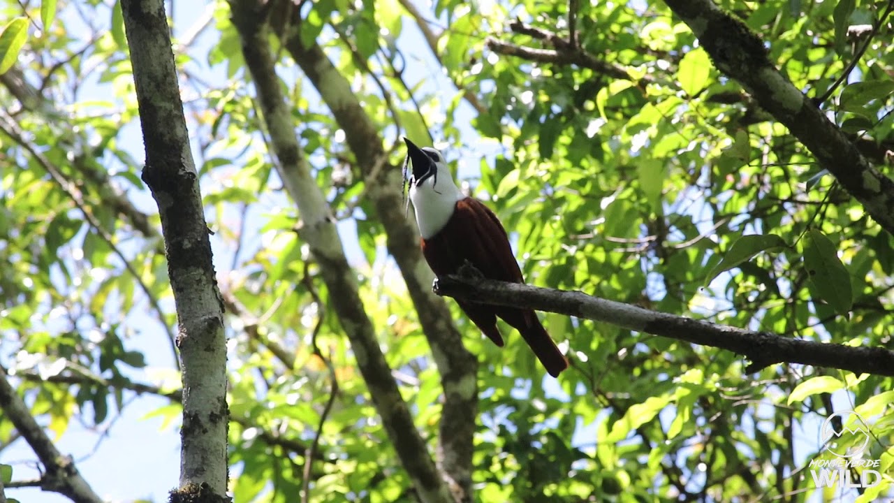 Three-wattled bellbird, Monteverde, Costa Rica - YouTube