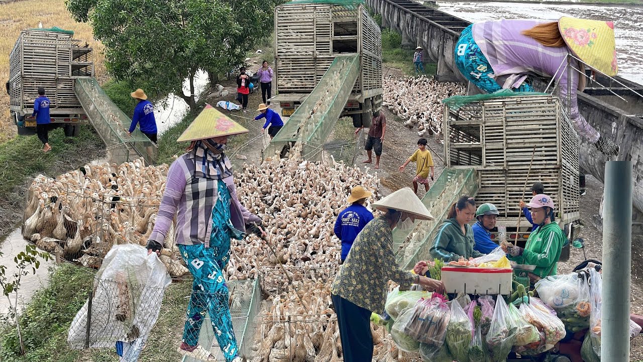 The daily life of Vietnamese farmers who get rich from raising ducks in ...