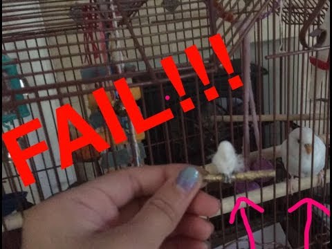 Polymer Clay parakeet Tutorial - YouTube