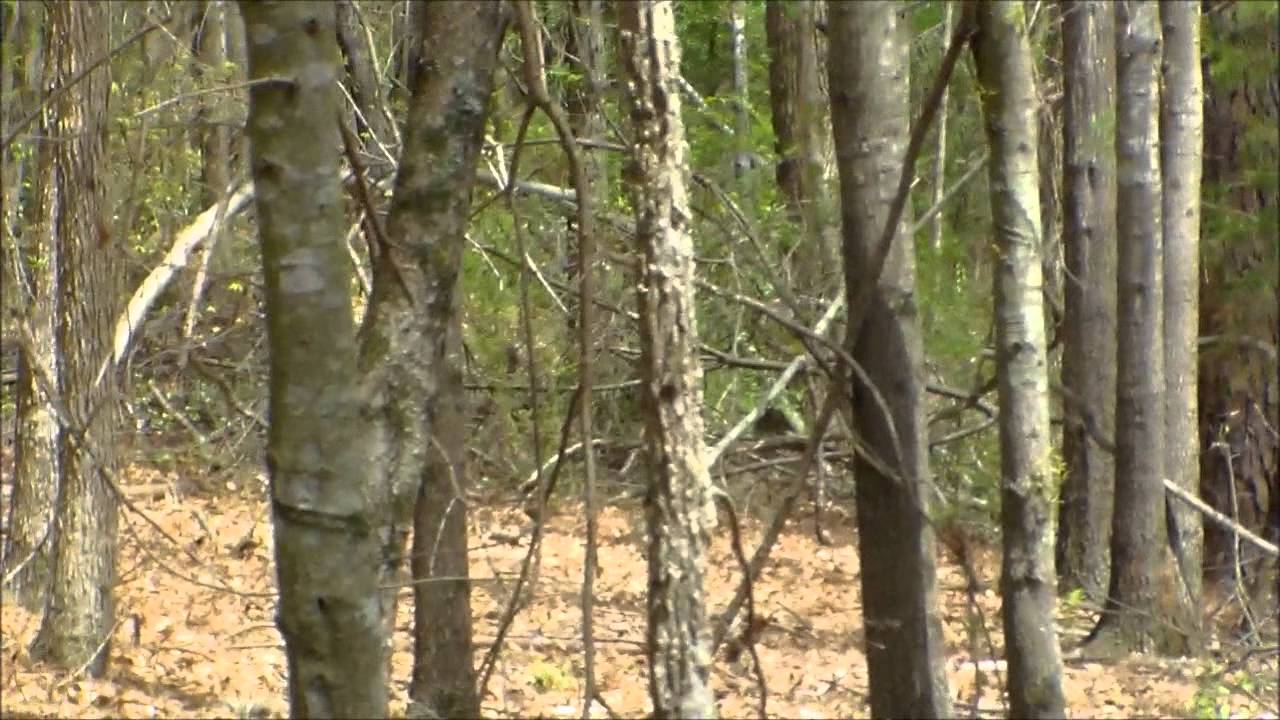 Wilson Pen #5 - YouTube