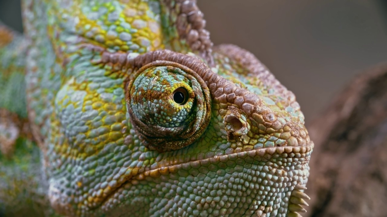 360 degree eyed Chameleon 4K Video. - YouTube
