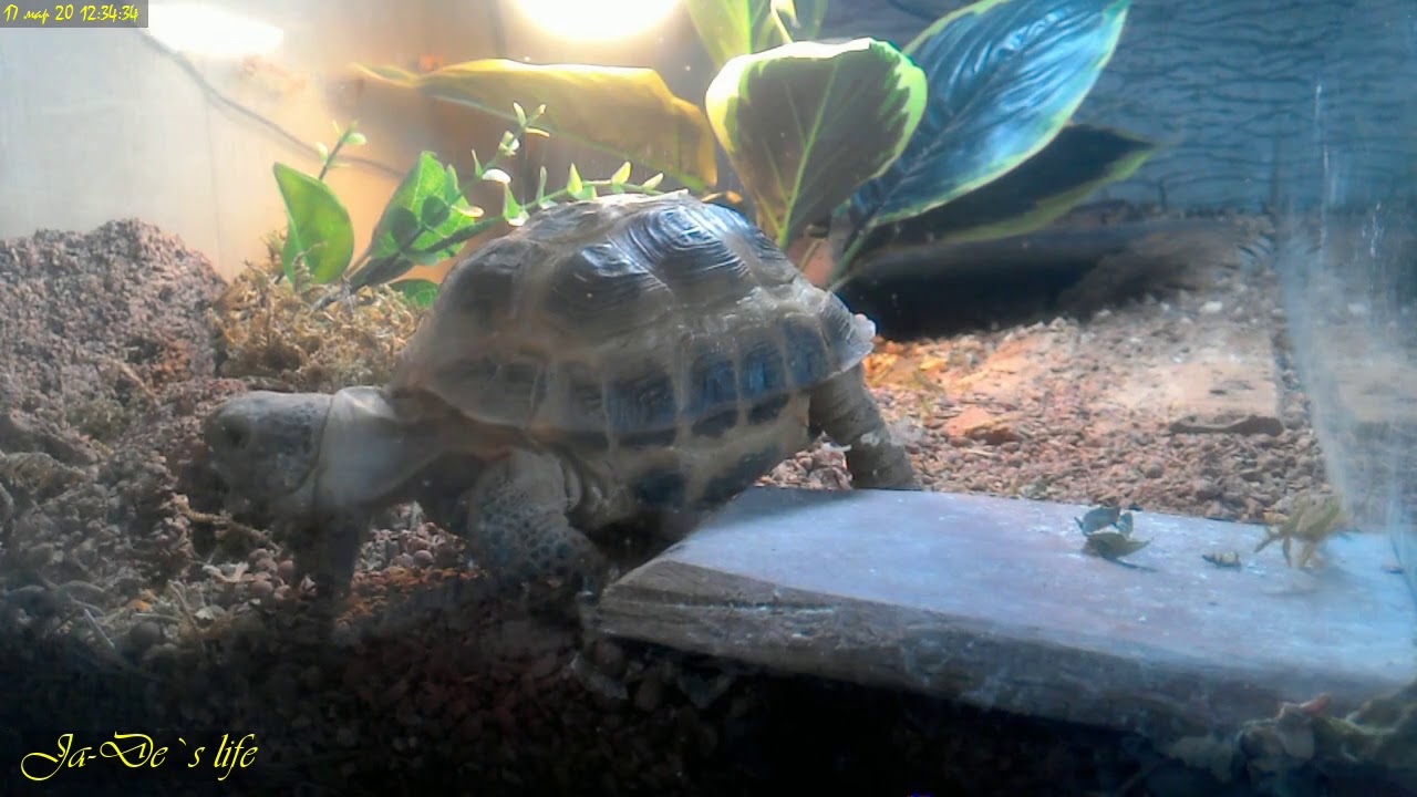 Tortoise life in the terrarium on Time Lapse Camera [Вт 17.03.20] - YouTube