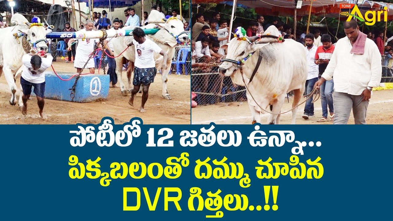 DVR Bulls Records | పోటీలో 12 జతలు ఉన్నా... పిక్క బలంతో దమ్ము చూపిన DVR ...