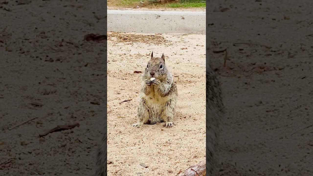 Squirrel eats popcorn - YouTube