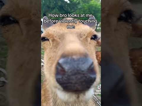 Cute and funny deer memes - YouTube