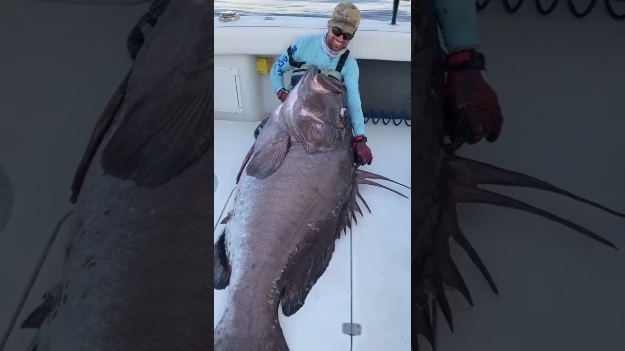A very huge Fish catch - YouTube