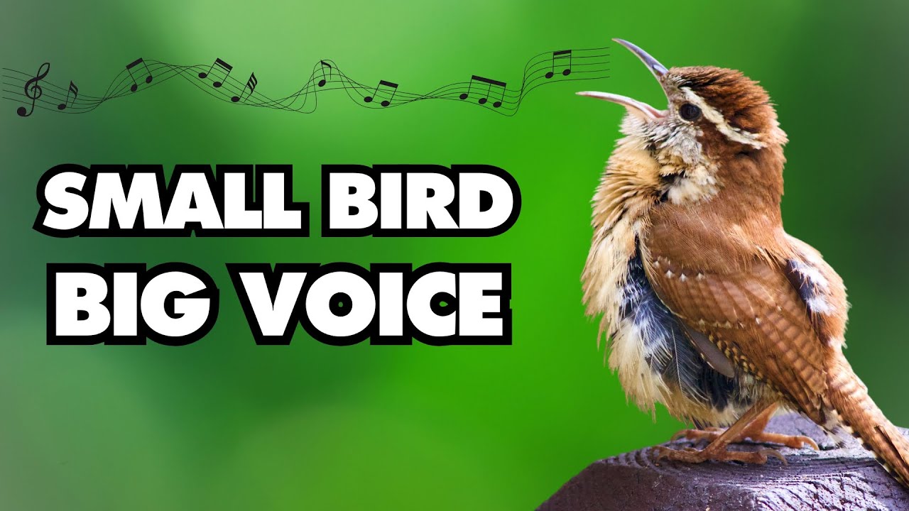 The Many Calls and Songs of the Carolina Wren @BirdsWalkingDown - YouTube