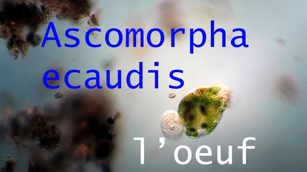 Ascomorpha ecaudis l'oeuf - YouTube