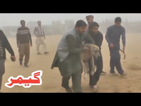 Bully dog jhalu | famous dog | ch tanveer ka shoq shikar | champion ...