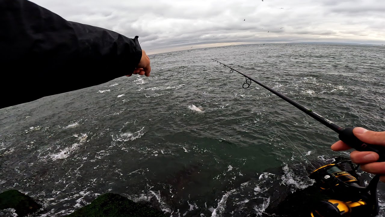 Blitzing Striped Bass Fall Run Jetty Fishing - YouTube
