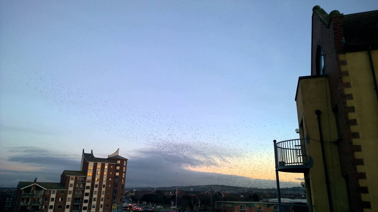 Starling murmuration in Belfast over the Lagan - YouTube