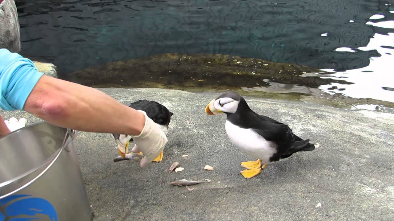 Feeding the puffins at the Seward Sea Life Center - YouTube