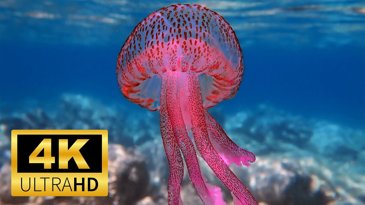 Exploring the Wilderness World: Jellyfish | Wild Animals in 4K ULTRA HD ...
