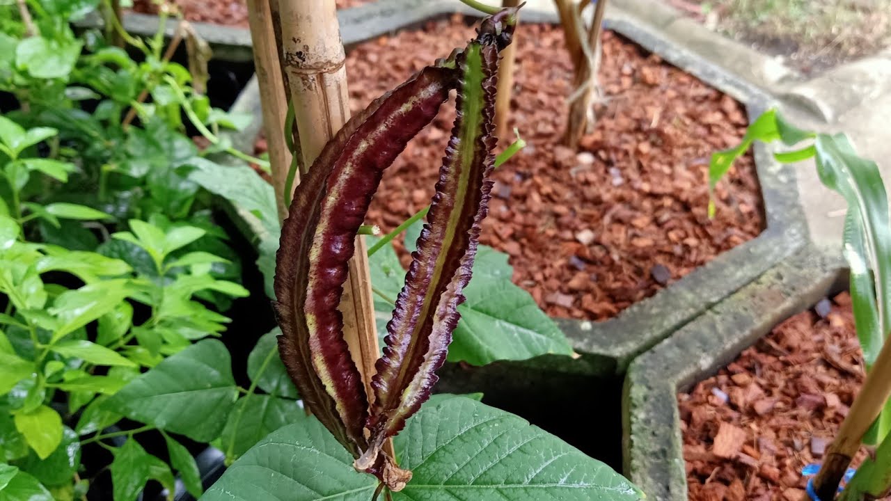 ปลูกผักสวนครัวปลอดสารพิษ: ถั่วพลูม่วงออกแล้ว Purple Winged Bean - YouTube