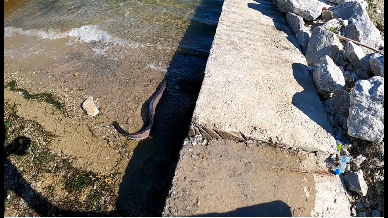 Η Θαλασσα το ψαρεμα μας και οι γλαροι - YouTube
