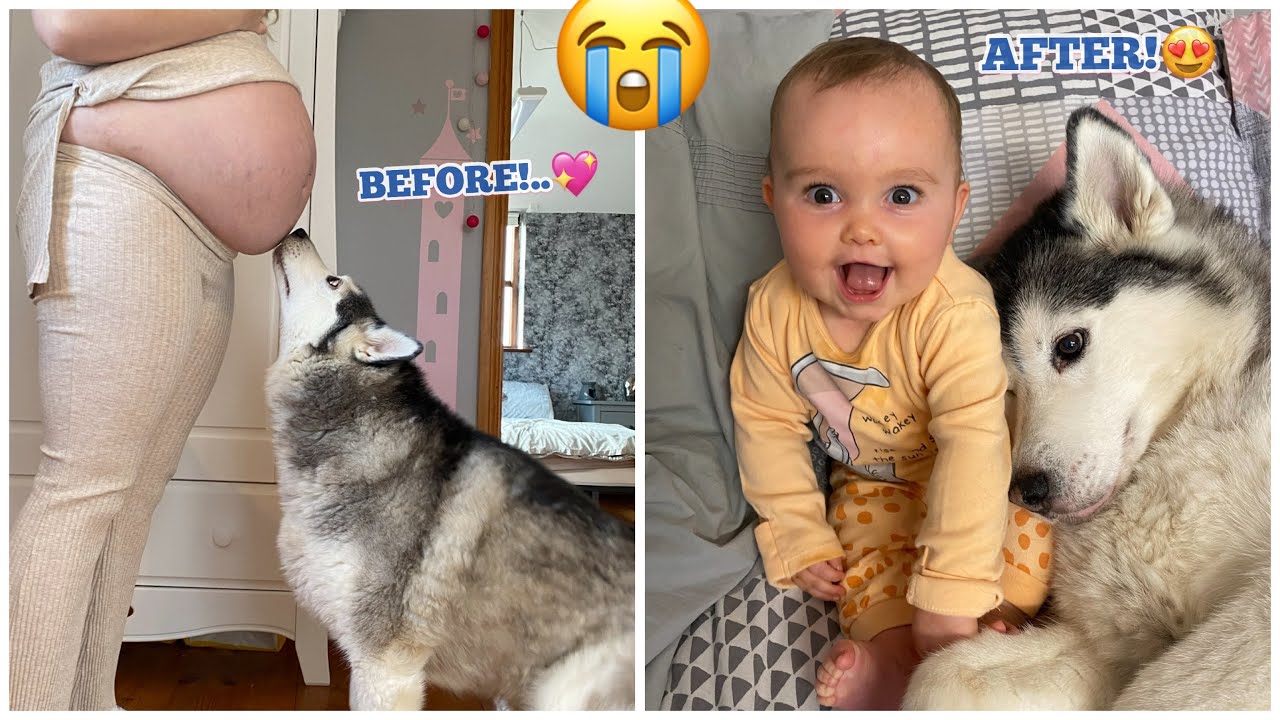 The 2 Year Story Of My Baby & Husky Becoming Best Friends!🥹💖. [UNSEEN ...