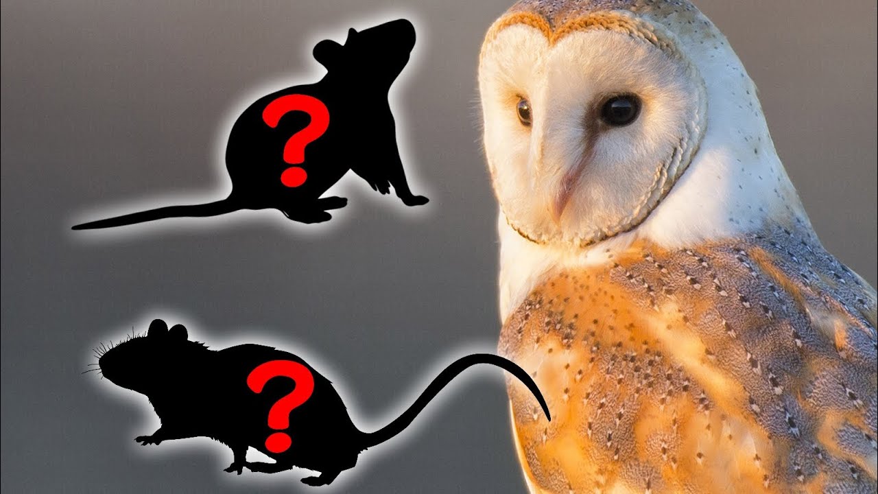 Barn Owl Pellets Dissection