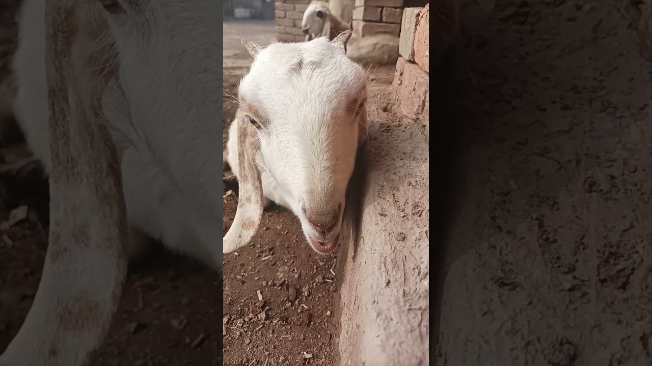 Goat in Rest mood - YouTube