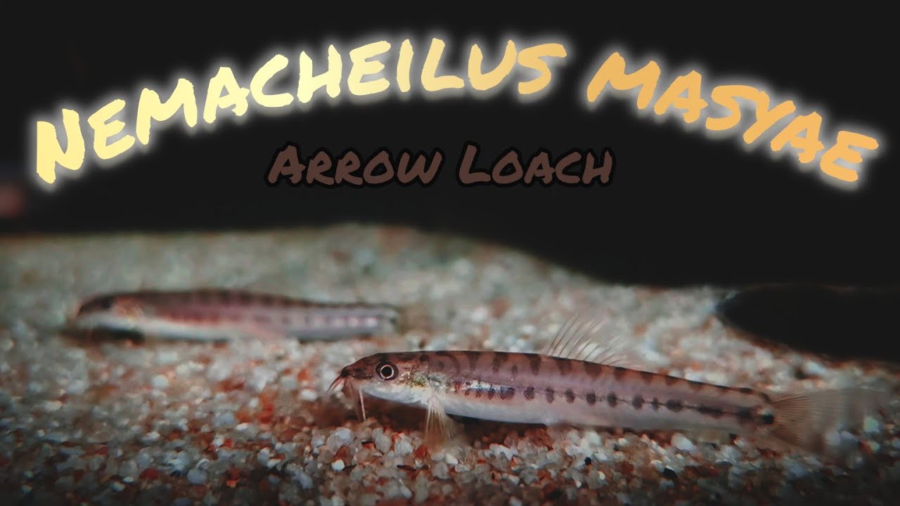 Nemacheilus Masyae - Arrow Loach / Loc Pasir (Malaysia 🇲🇾) - YouTube
