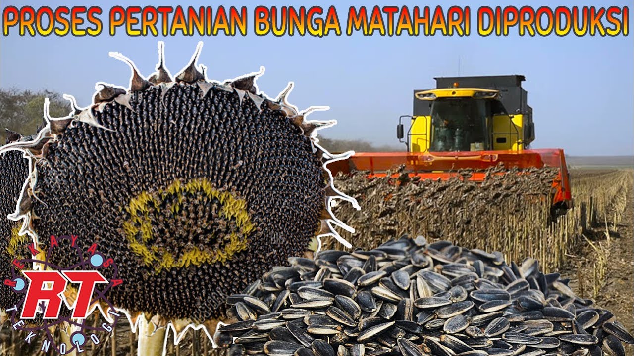 Teknologi Pertanian Bunga Matahari Modern | Tahapan Proses Berkebun ...