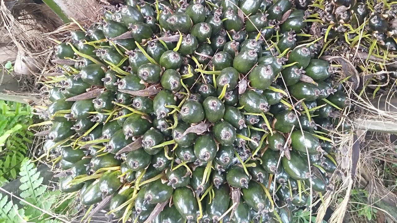 20251118 Field Visit to Jasinga Estate untuk persiapan panen. - YouTube