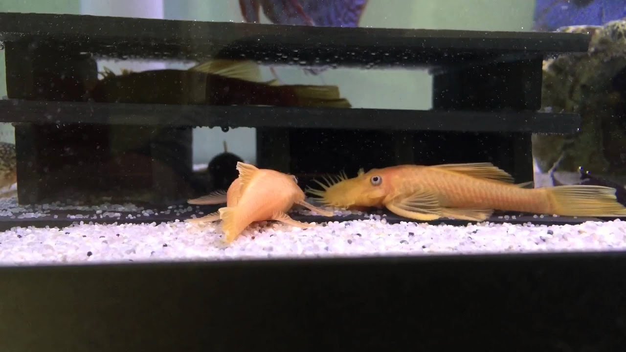 L144 blue eyed lemon ancistrus - YouTube