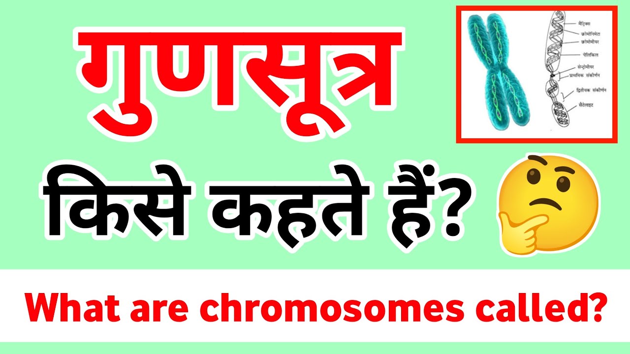 गुणसूत्र किसे कहते हैं?| gunsutra kya hai? |What are chromosomes called ...