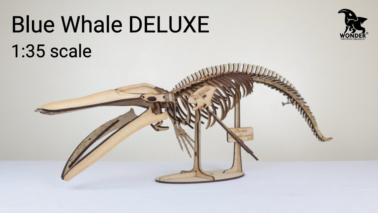 Blue Whale DELUXE 3D Wooden Model Kit | WONDER Artistic Models - YouTube