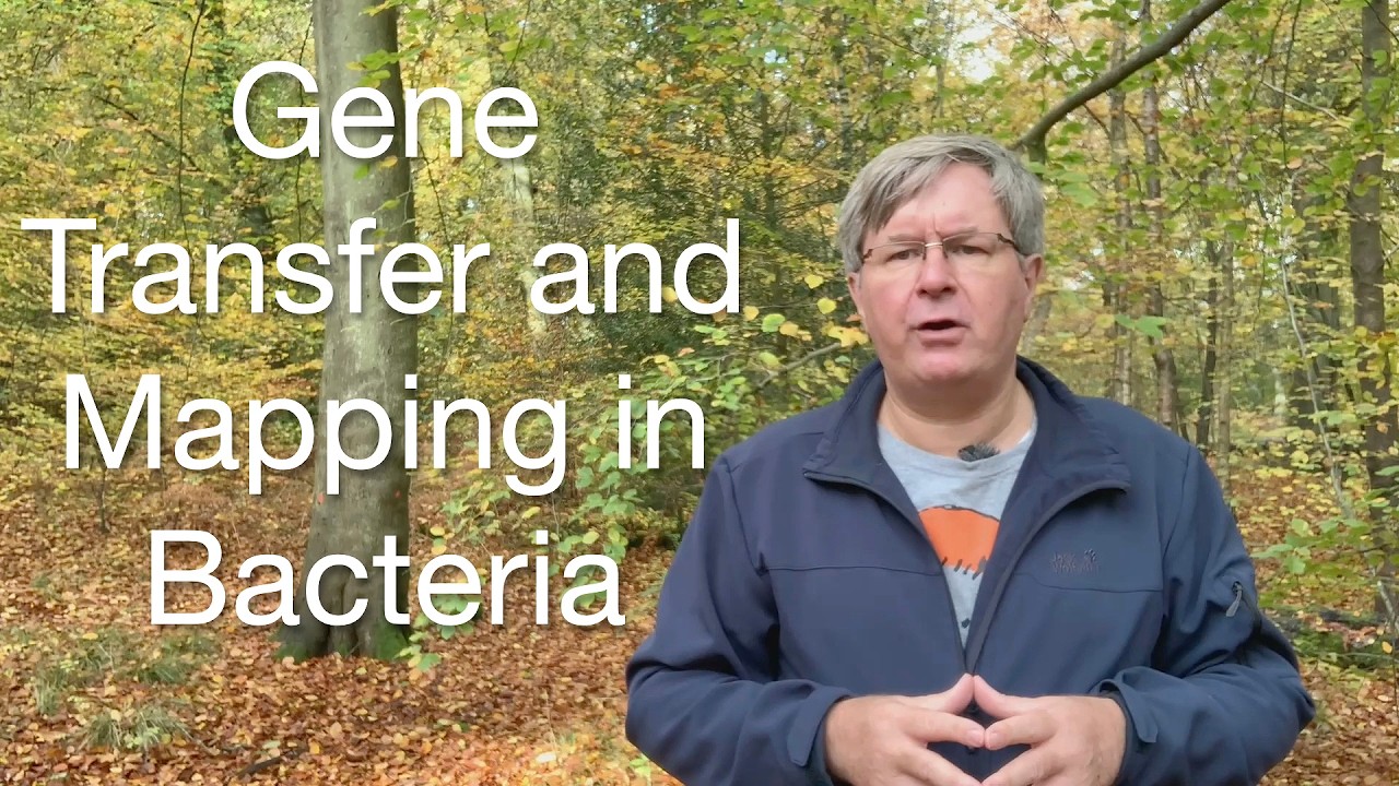 Gene Mapping in Bacteria Using Conjugation and Interrupted Mating - YouTube