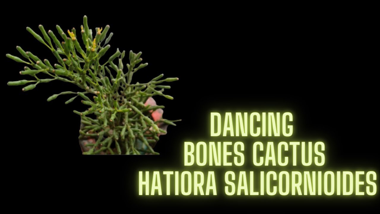|| DANCING BONES CACTUS RHIPSALIS ( HATIORA ) SALICORNIODIES ) || - YouTube
