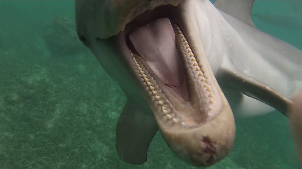 Roatan Dolphin Encounter and swim - Anthony's Key Resort Honduras ...
