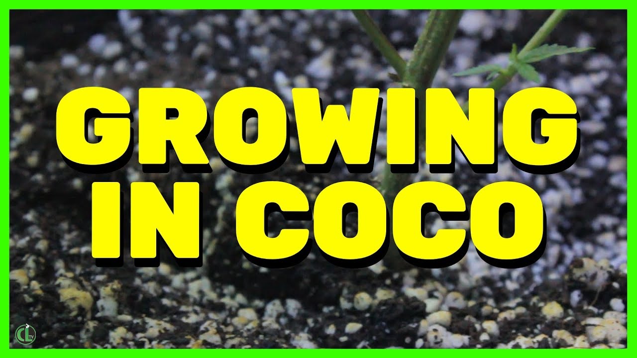 How to Grow Weed in Coco Coir - YouTube