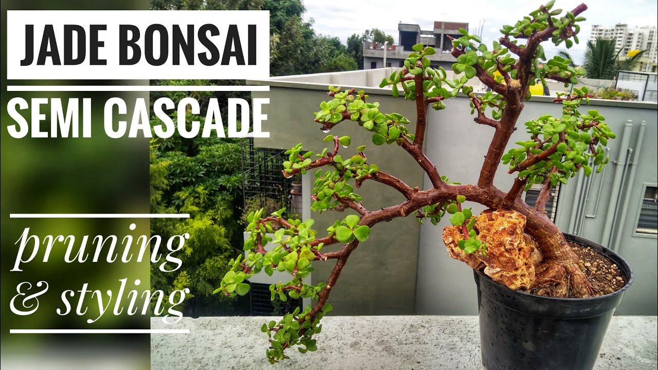 Jade Bonsai । Jade Bonsai pruning | Create semi cascade jade bonsai ...