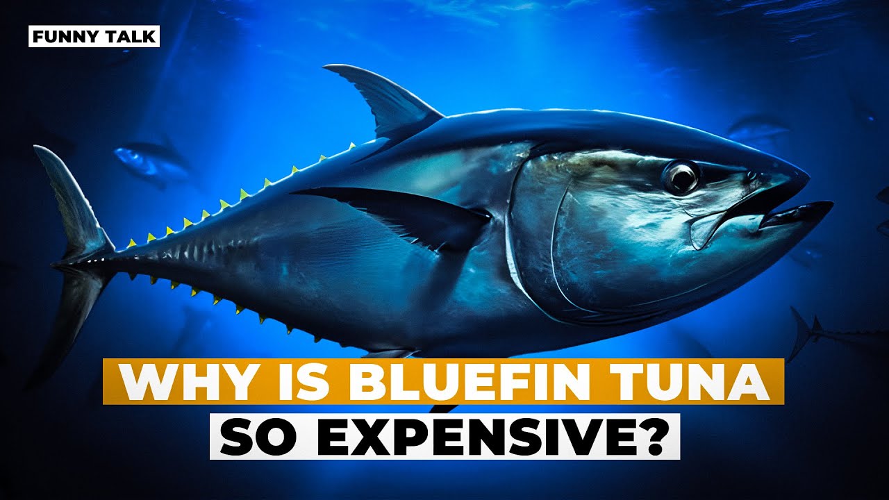 What Has Bluefin Tuna Gone Through, From Fishery Trash To A Multi ...