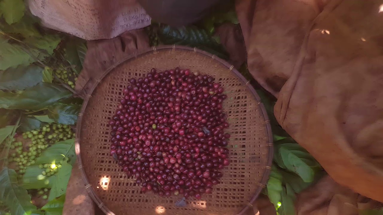 How to collect coffee - YouTube