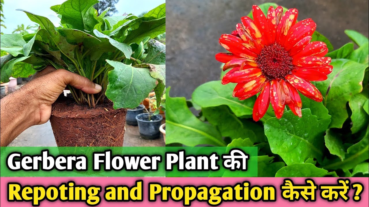 Gerbera Flower Plant की Repoting and Propagation || Best Soil media for ...