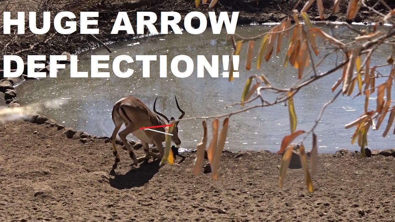 Arrow deflection makes me chase an animal for 6km... - YouTube