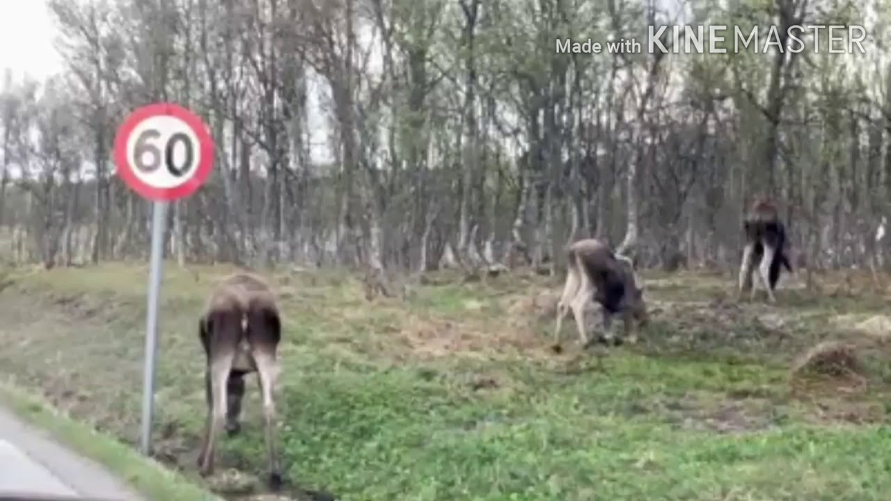 Moose and reindeer in the street.. - YouTube