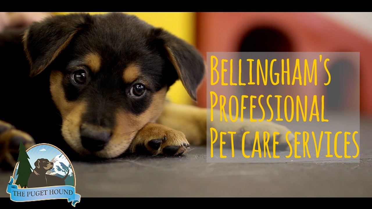 Bellingham Dog Trainer - Thinking Dog with Laura Berger - Promo by The ...