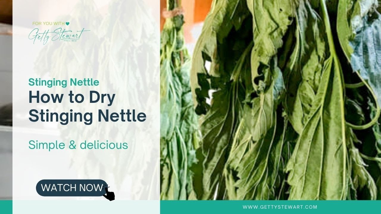 How to Dry Stinging Nettle and Store It - GettyStewart.com